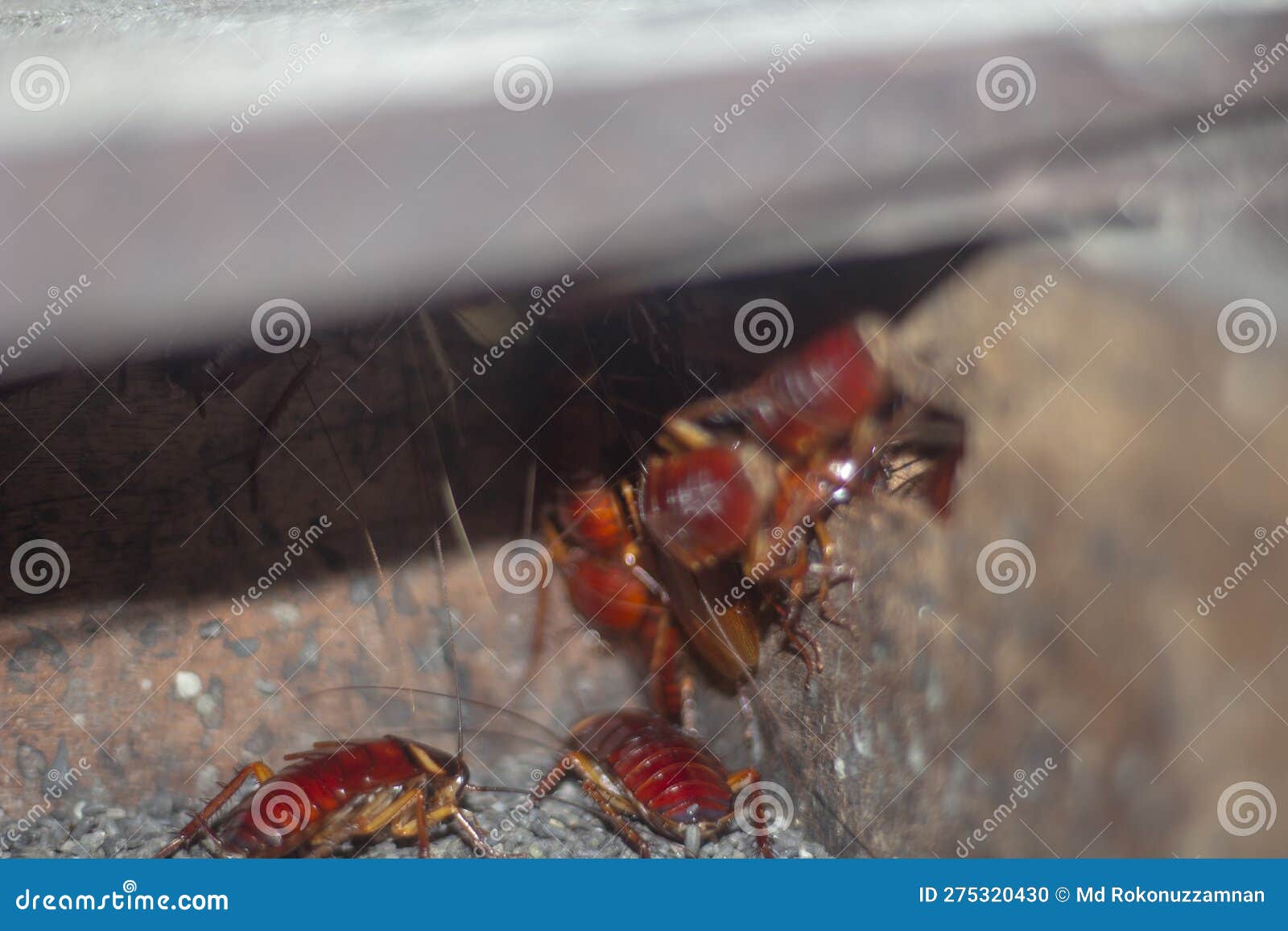 Cockroaches Inside The Wardrobe Gnawing Clothes, Insects In The House ...