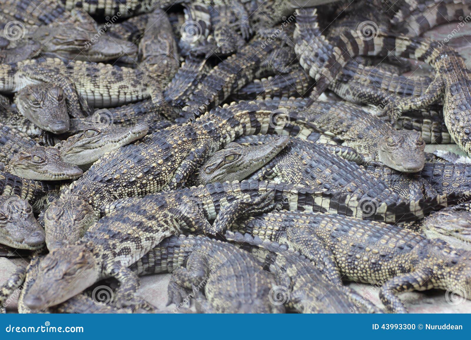 Many small crocodiles stock photo. Image of bite, baby - 43993300