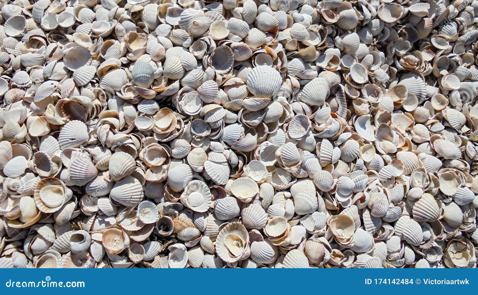 Many Small Dry Light Striped Sea Shells. Stock Photo - Image of ...