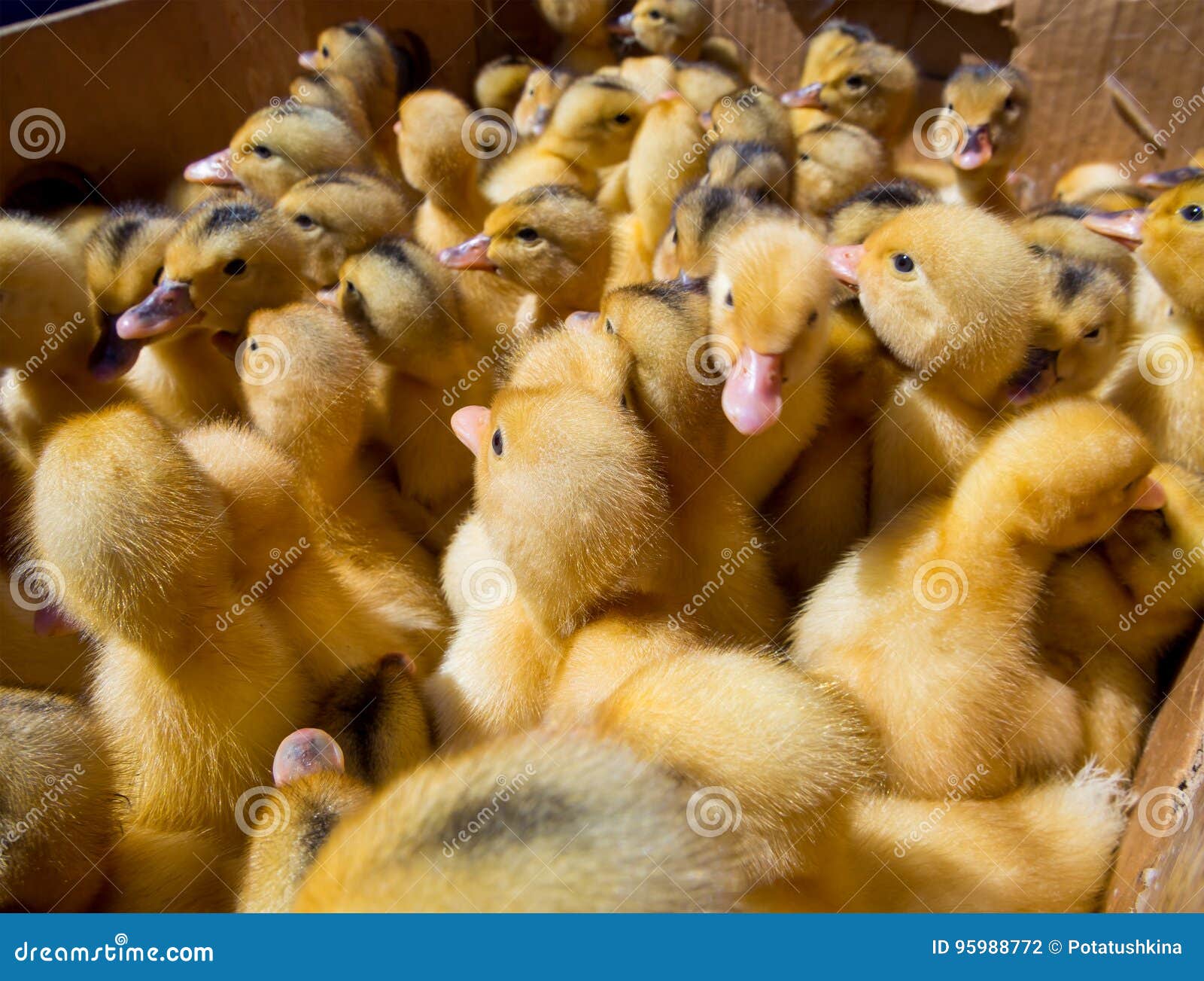 Many Small Ducklings in a Box on the Bird Market Stock Photo - Image of ...