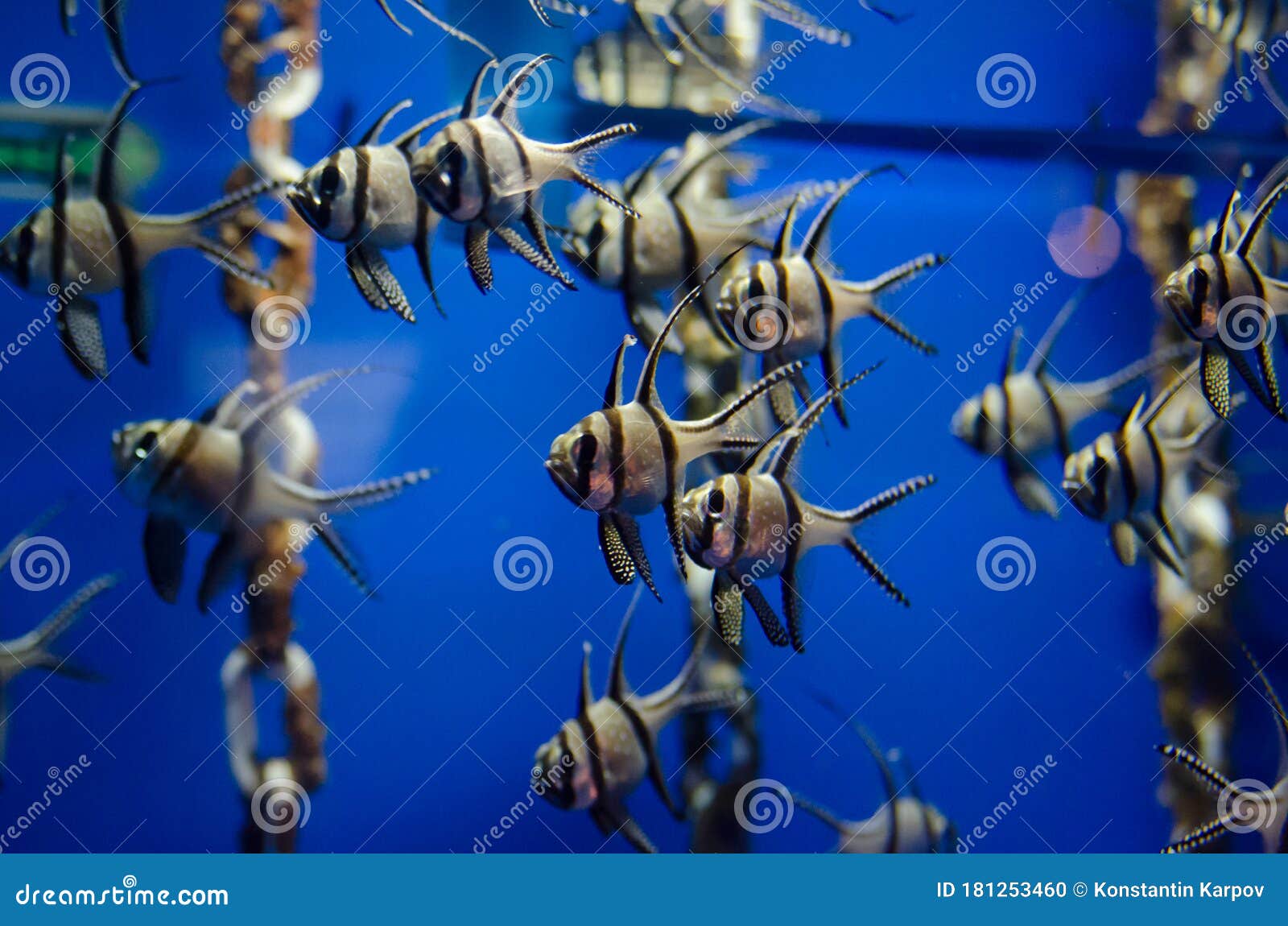 Many Small Fish in Blue Water in an Aquarium Stock Photo - Image of ...