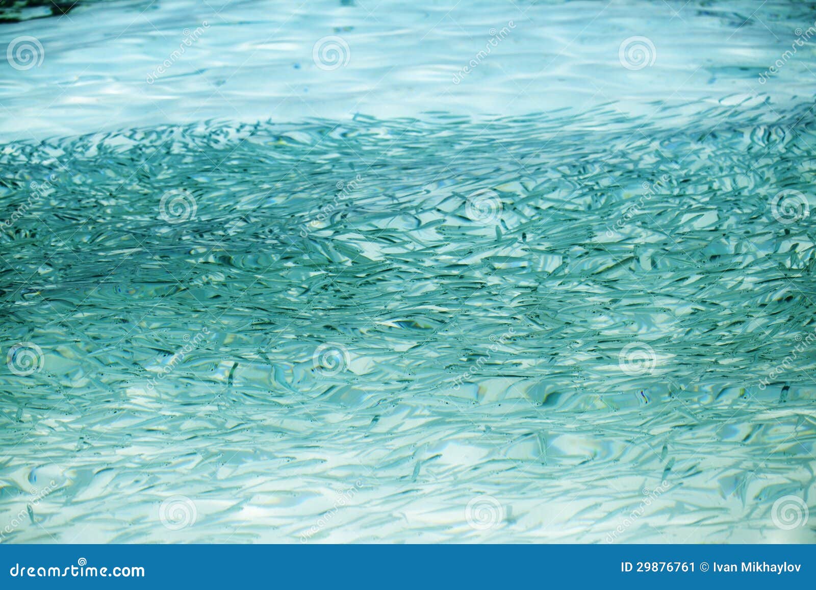 Many small fish stock image. Image of closeup, natural - 29876761