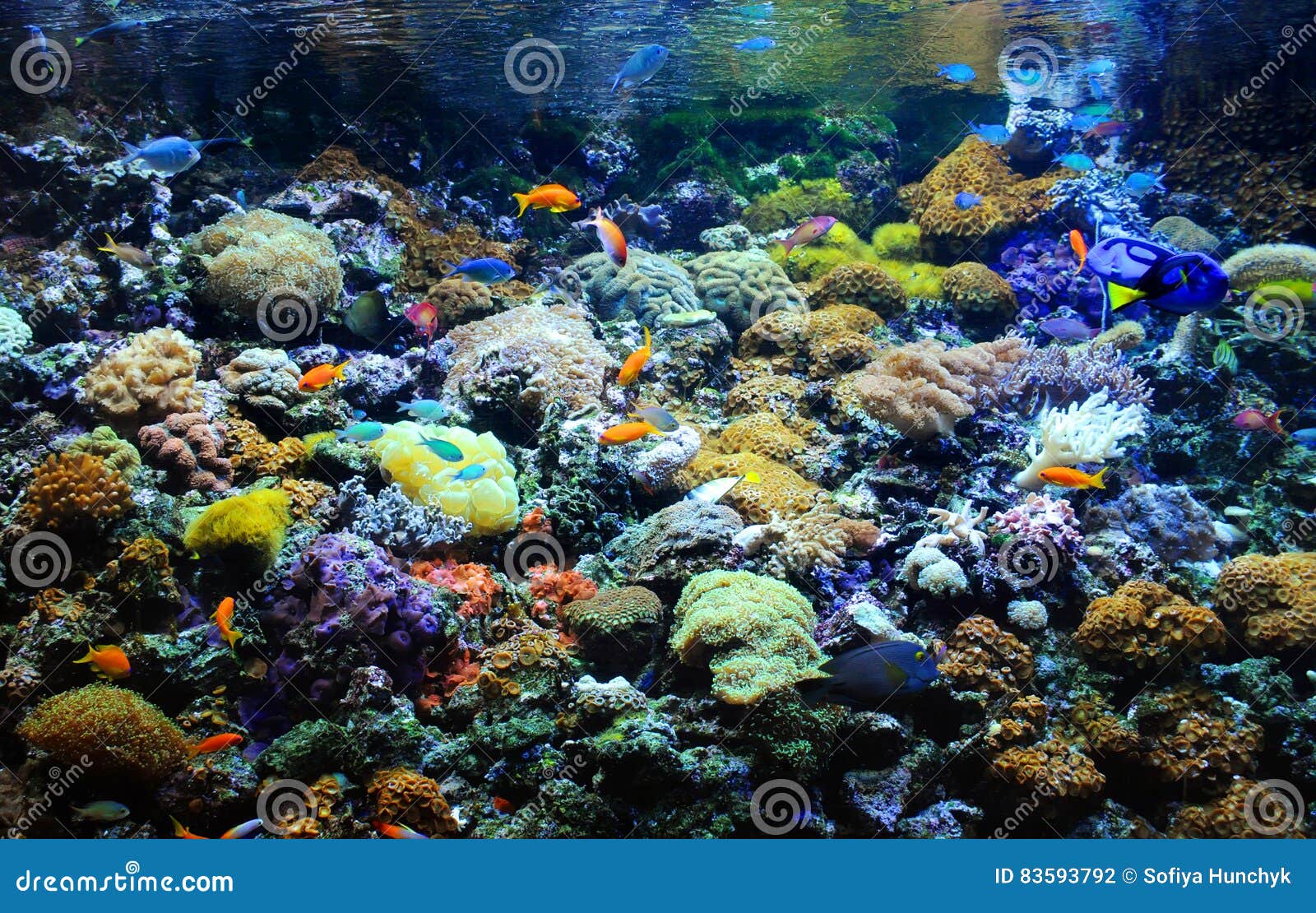 Many Small Fish in the Coral Reef Stock Photo - Image of aquarium ...