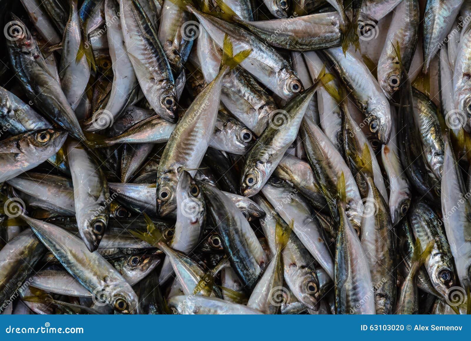Many small fish stock photo. Image of food, fishing, animals - 63103020