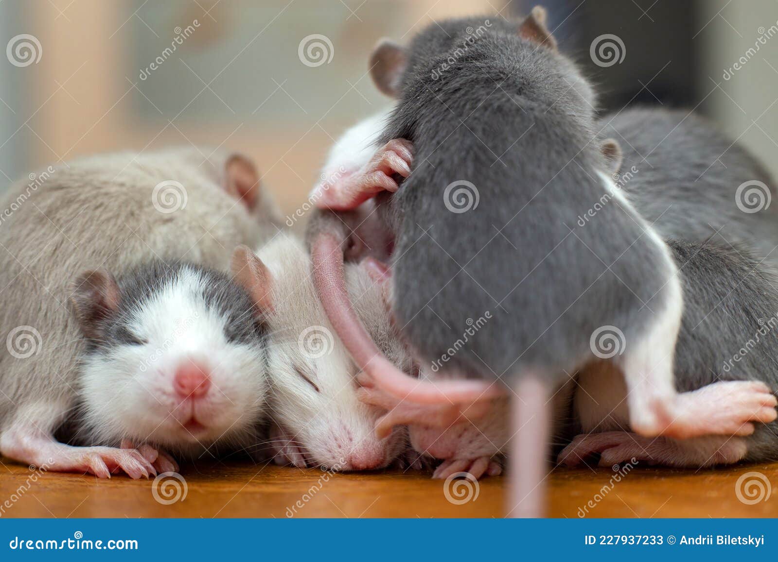 Many Small Funny Baby Rats Warming Together One on Top of Another Stock ...