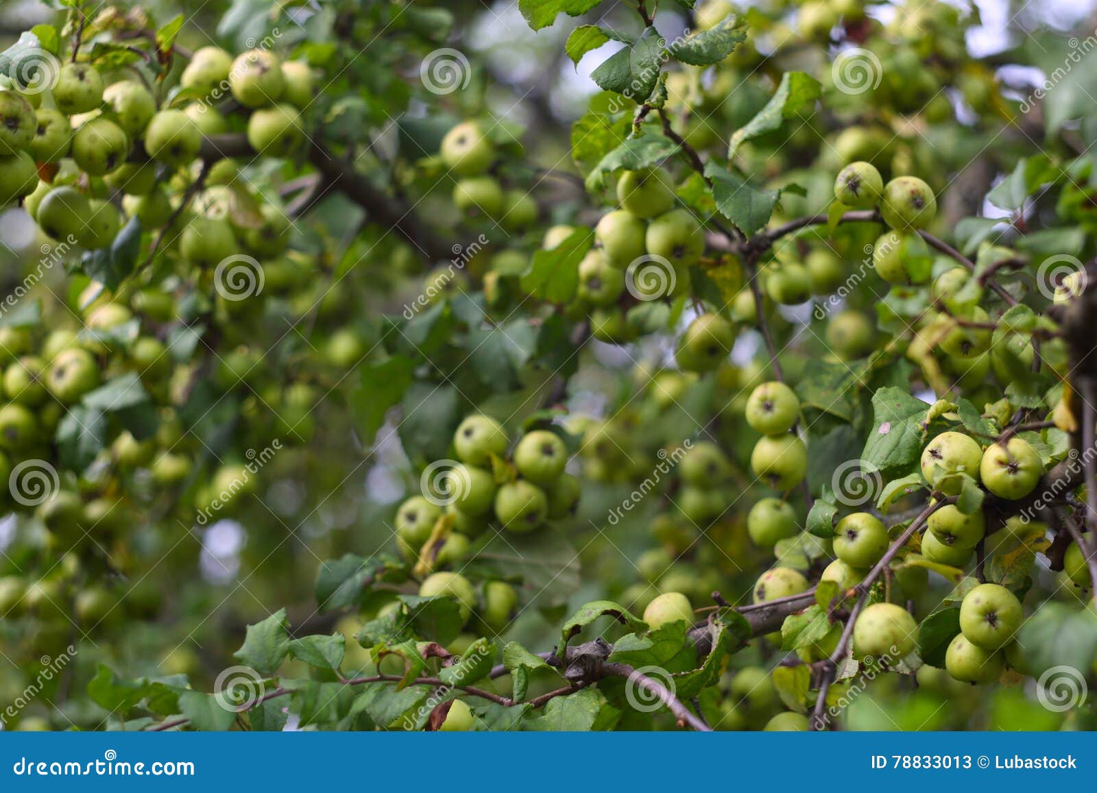 Many small green apples stock image. Image of green, organic - 78833013