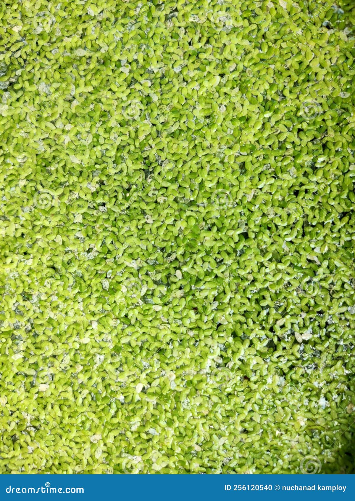 Many Small Green Plants Floating on the Surface of the Water. Stock ...