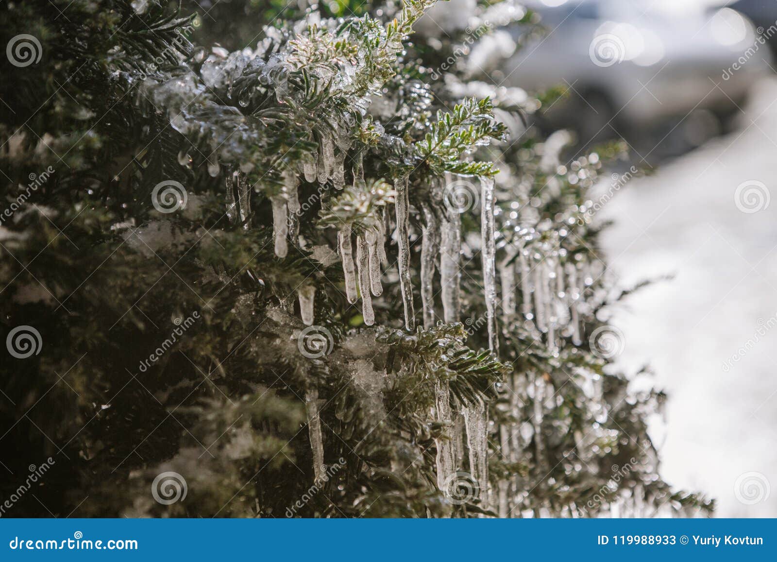 Many Small Icicles Tree Outside Melting Arrival Heat Stock Image ...
