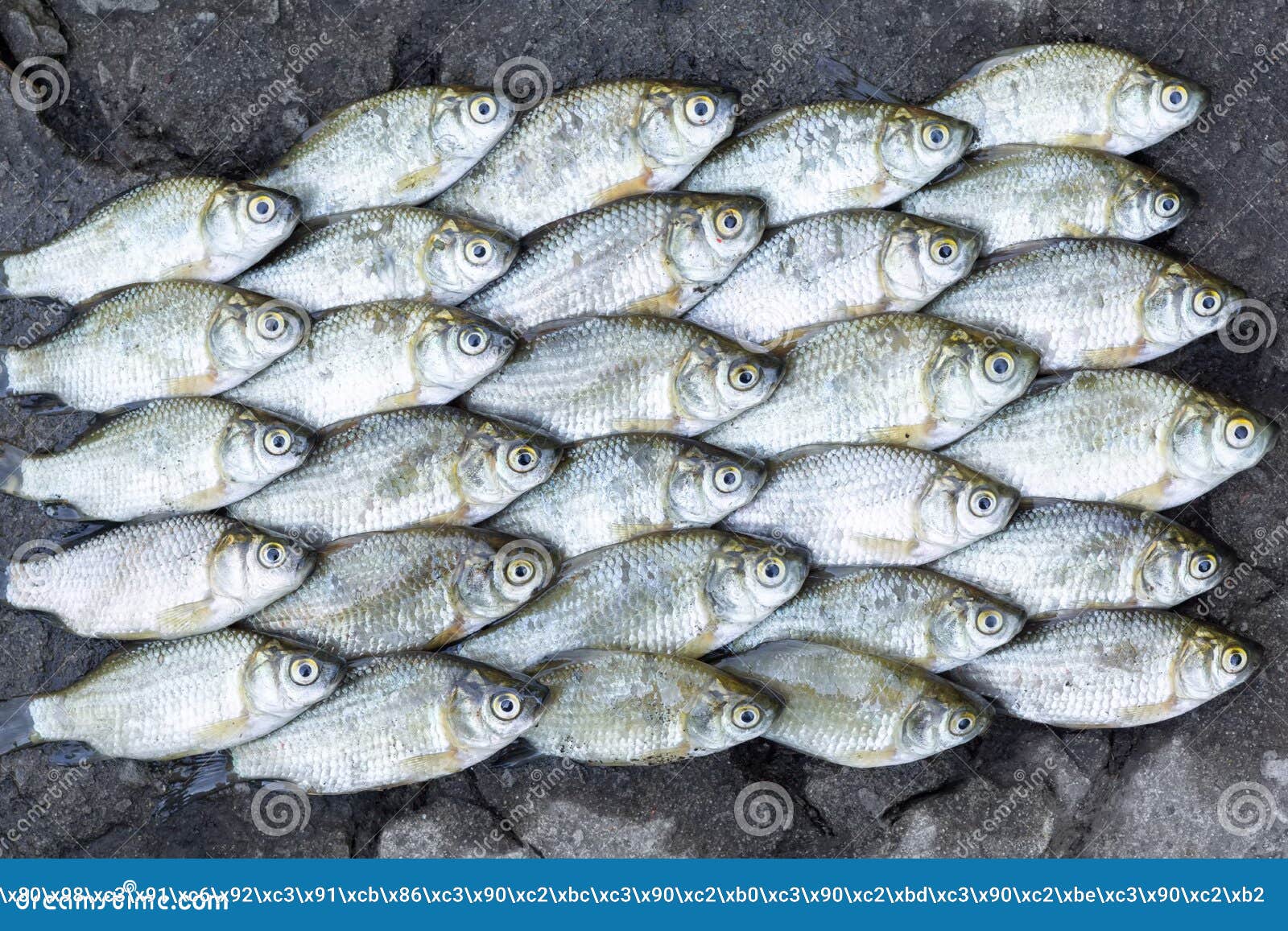 Many Small Live Carp are Stacked in Rows on the Ground. Stock Image ...