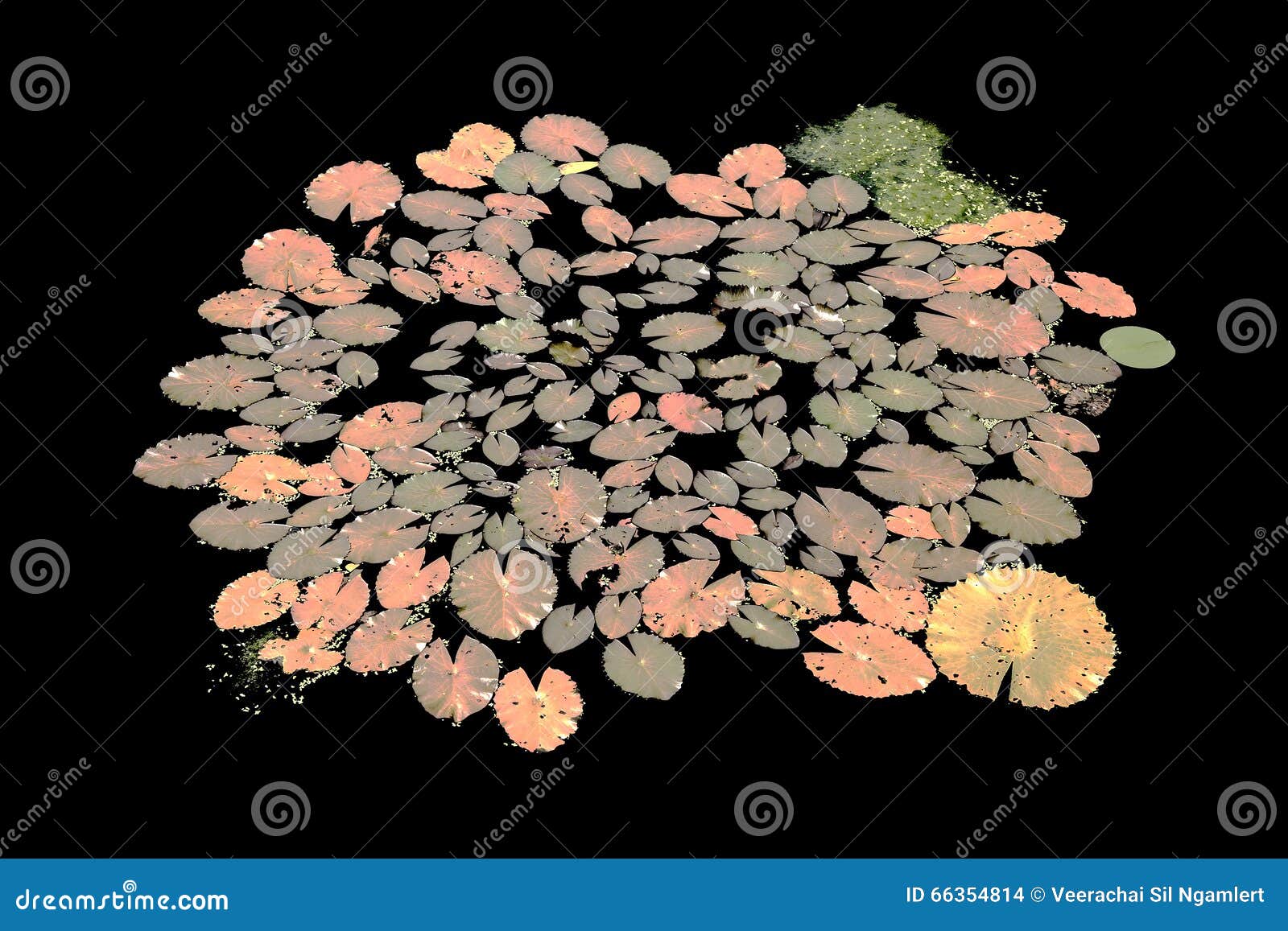 Many Small Lotus Leaves on a Black Background. Stock Photo - Image of ...
