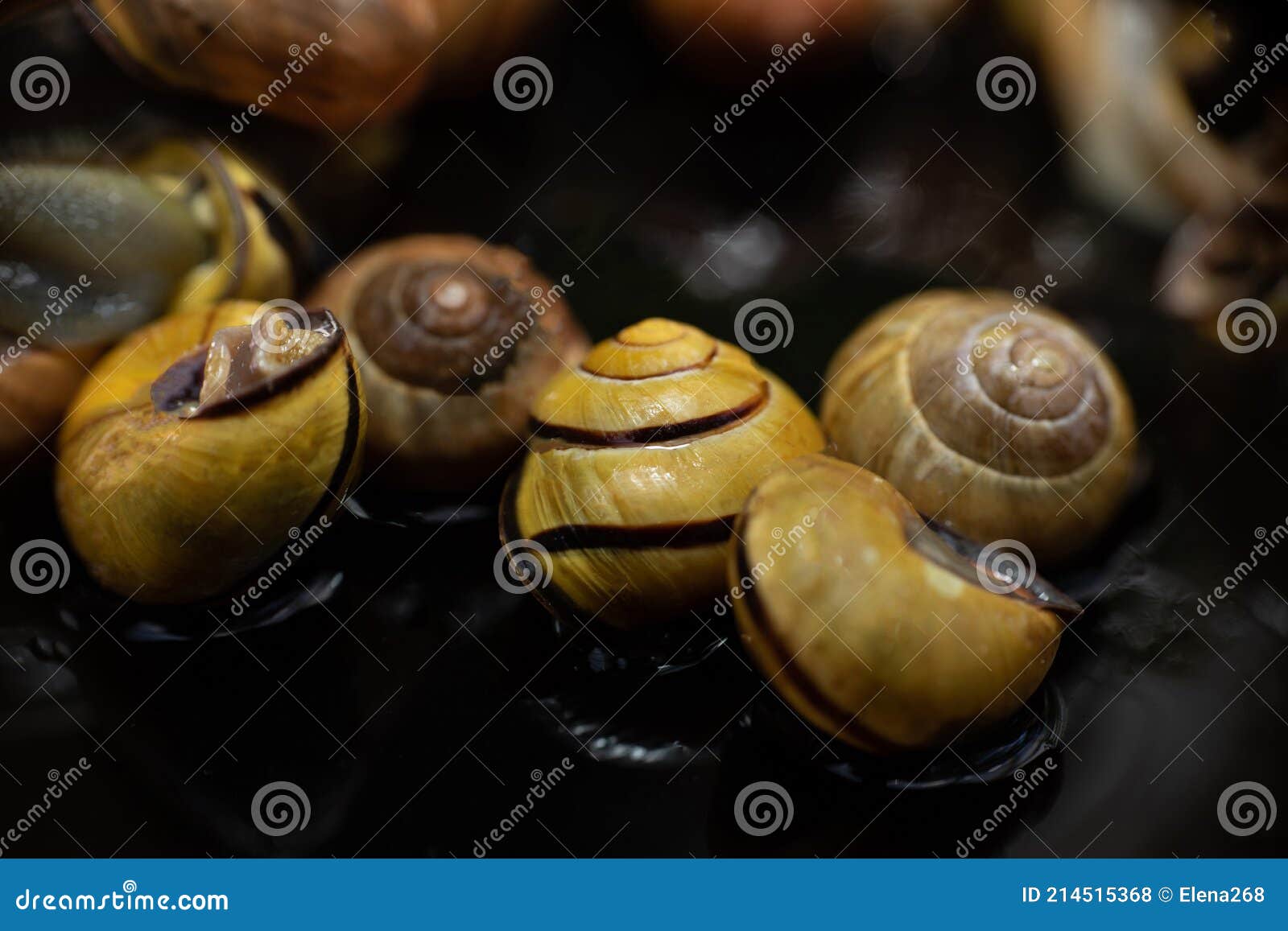 Multi-colored live snails stock photo. Image of gastropod - 214515368