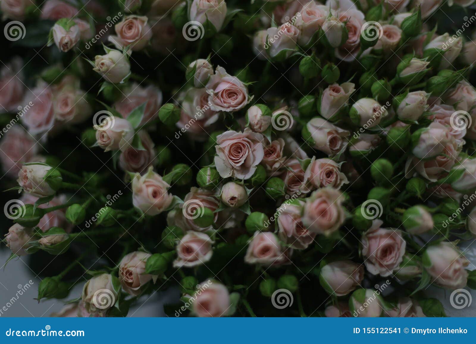 Many small pink roses stock image. Image of natural - 155122541