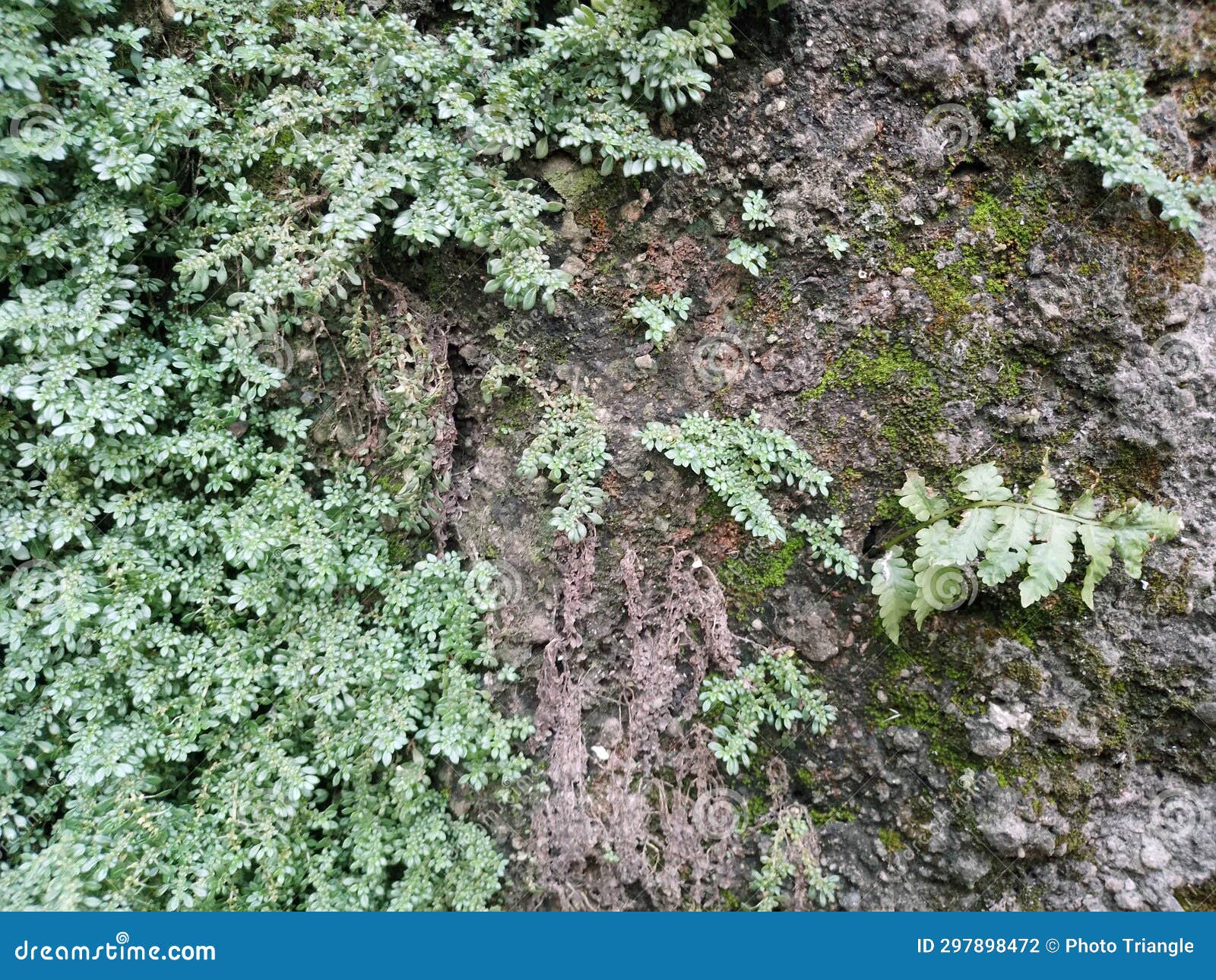 Many Small Plants Creep Along the Road Stock Photo - Image of life ...