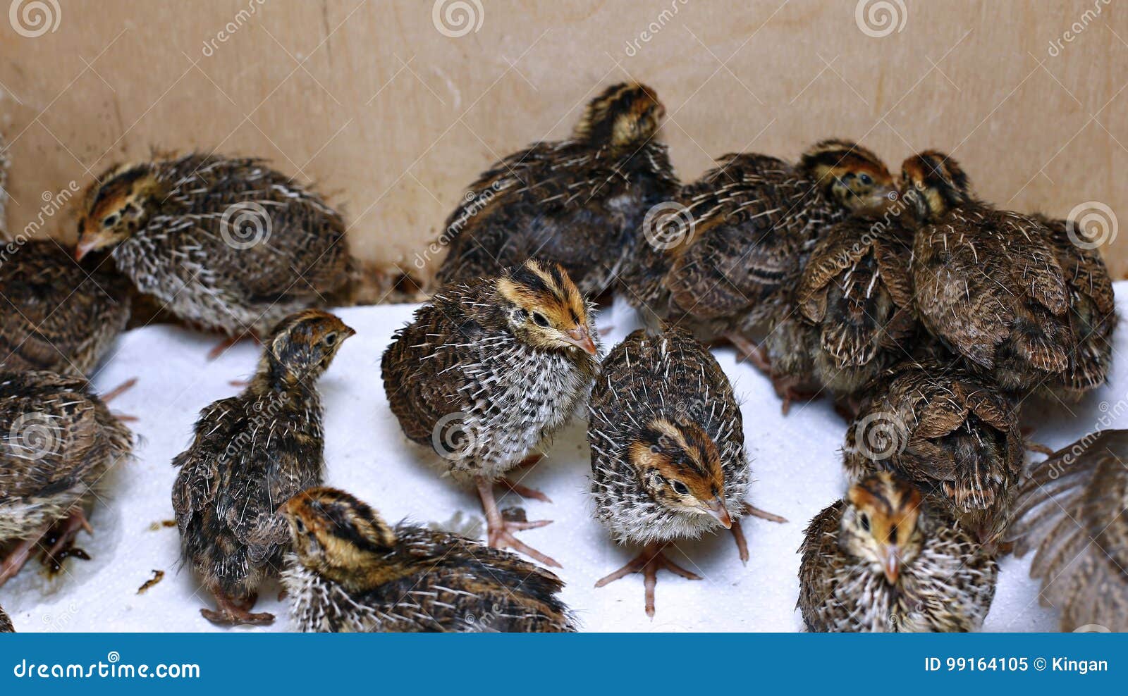 Many Small Quail Chicks in Brooder Stock Image - Image of funny, small ...