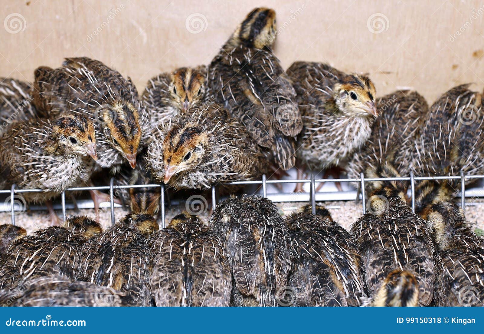 Many Small Quail Chicks in Brooder Stock Photo - Image of feeder ...