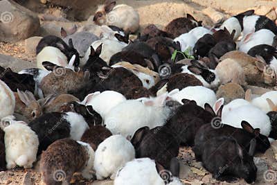 Many small rabbits stock photo. Image of cute, pets, yellow - 55366970