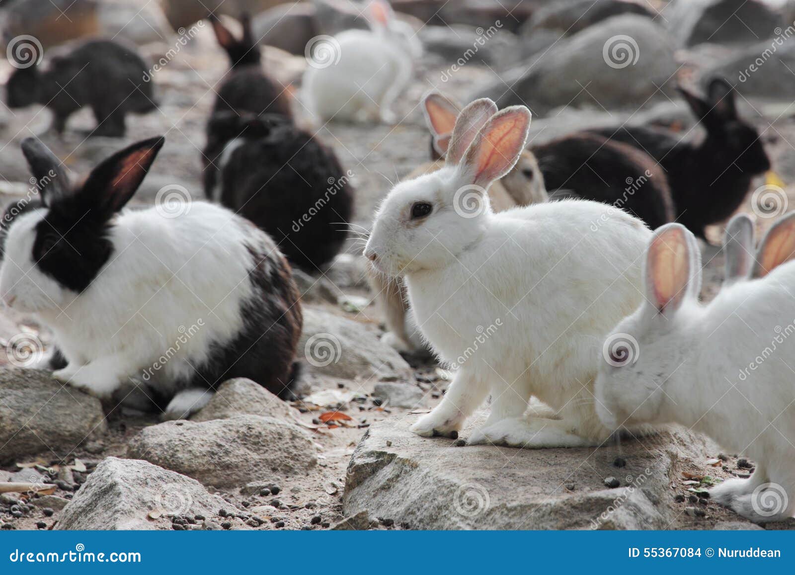 Many small rabbits stock photo. Image of season, fluffy - 55367084