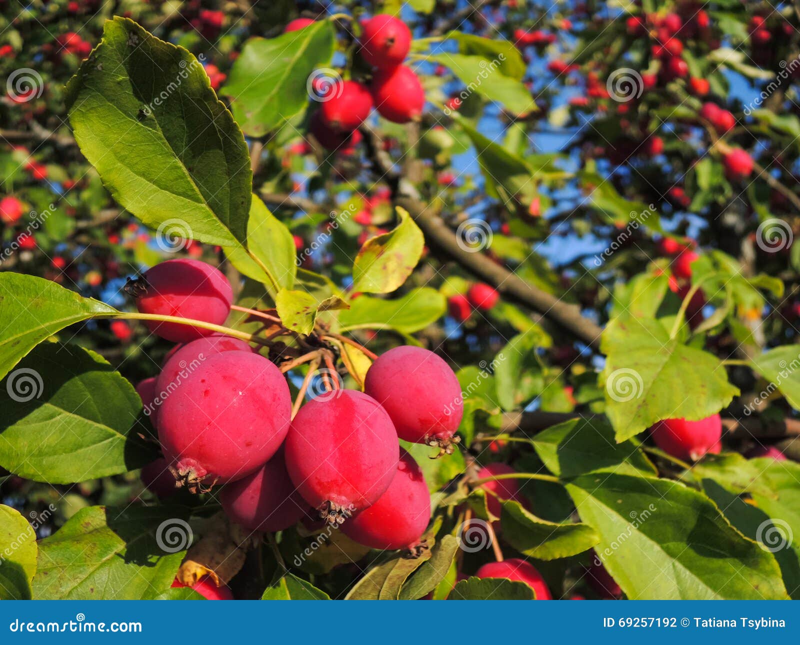 Many Small Red Apples on an Apple Tree Stock Photo - Image of eating ...