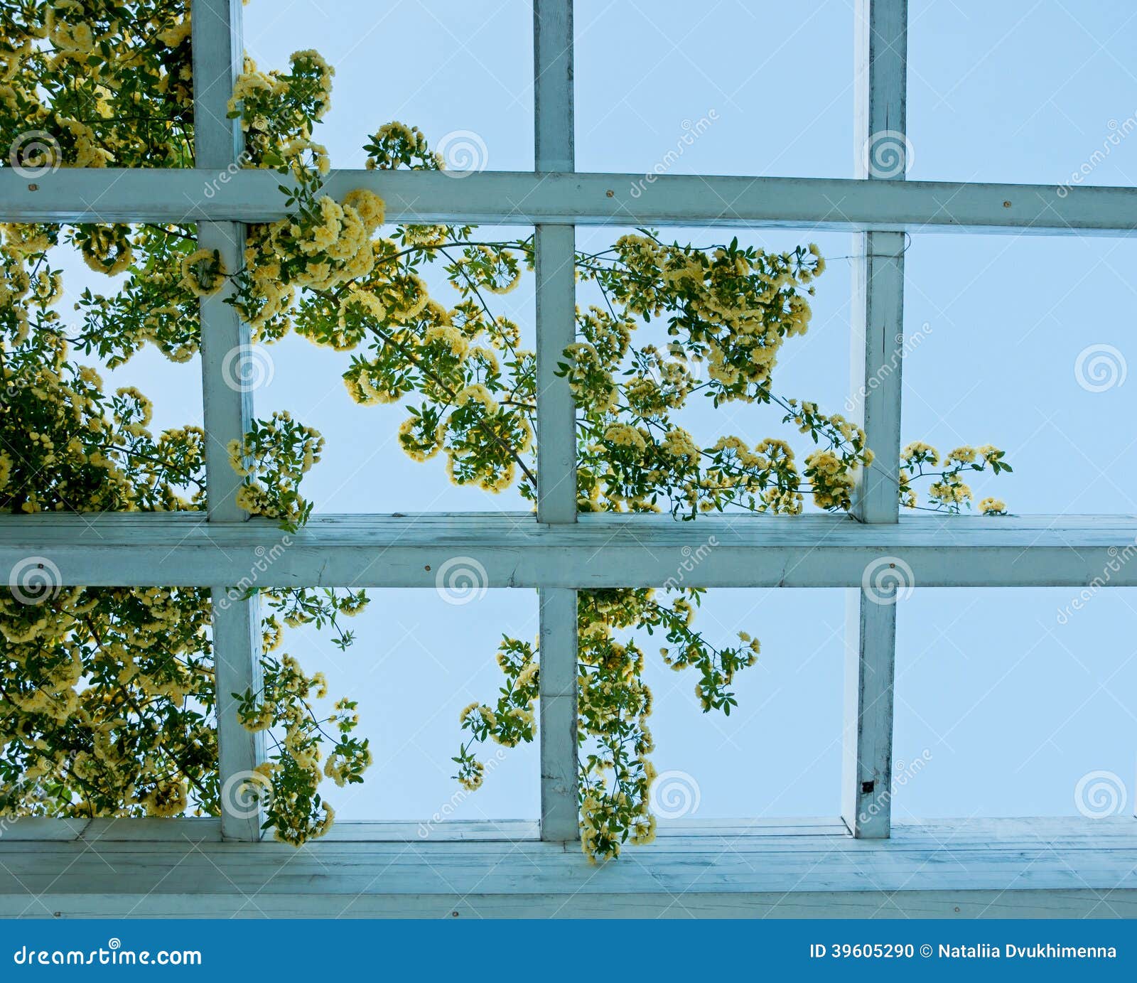 Many small roses stock photo. Image of green, mood, leaf - 39605290