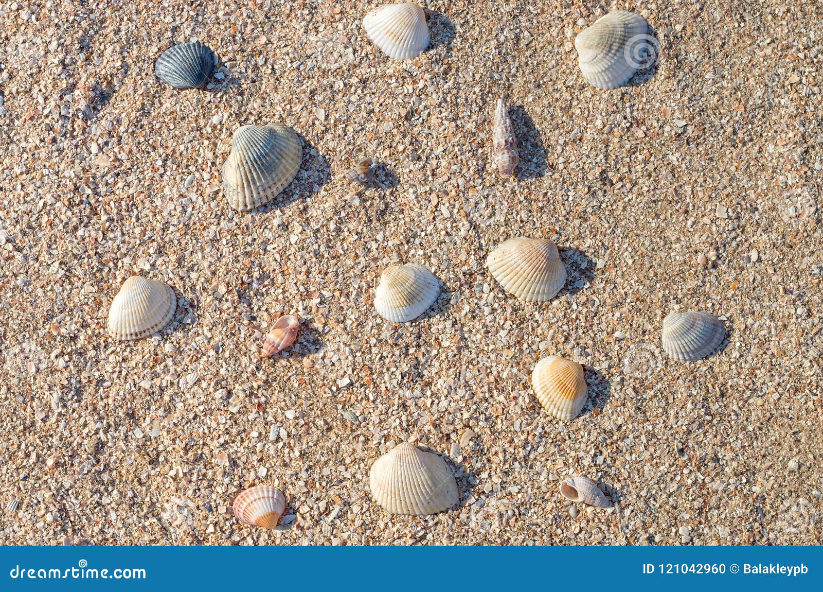 Many Small Sea Shells, Different Size on the Sand Stock Photo - Image ...