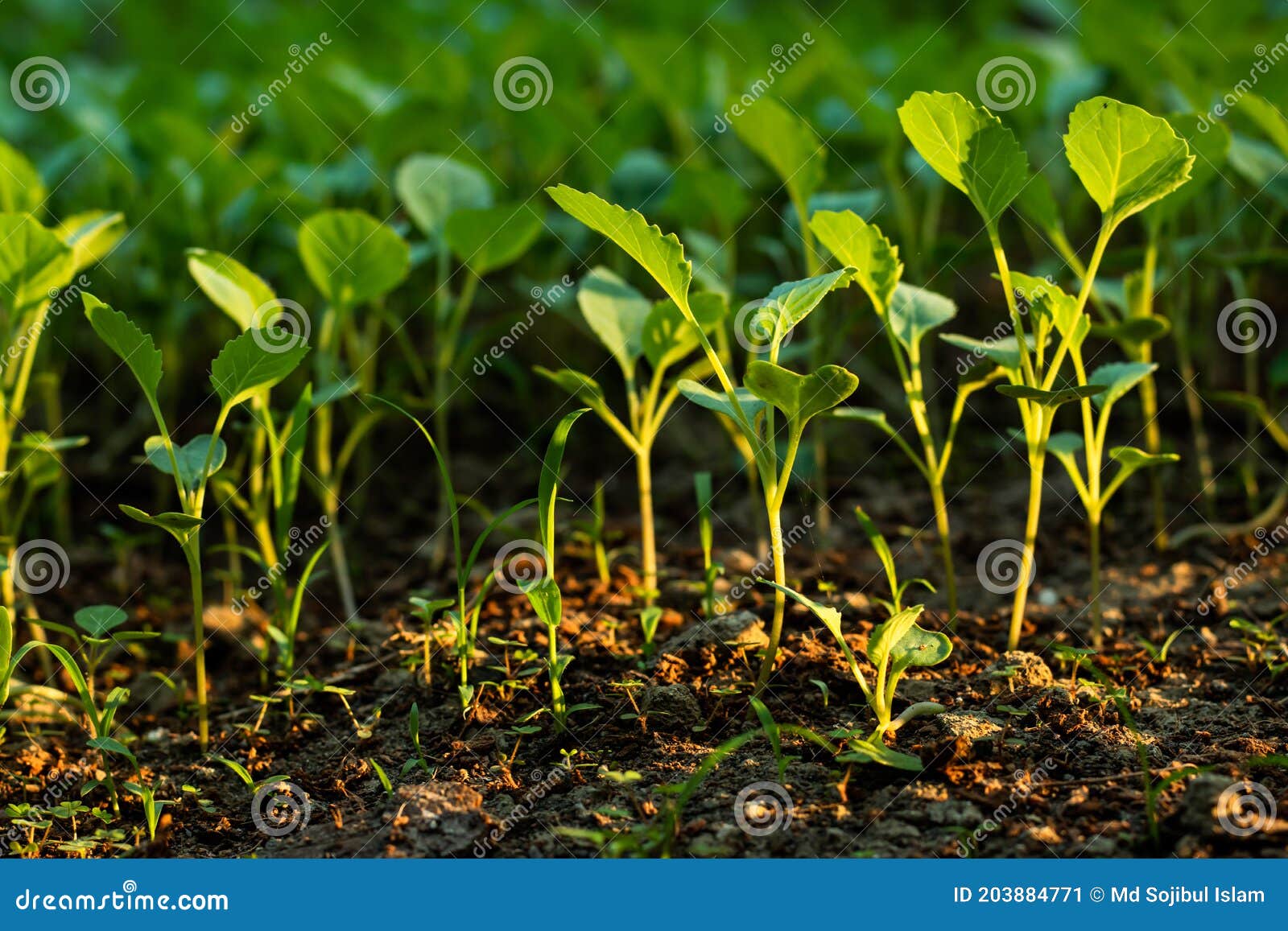 So Many Small Shed Seedlings Have Grown from the Seeds Stock Image ...