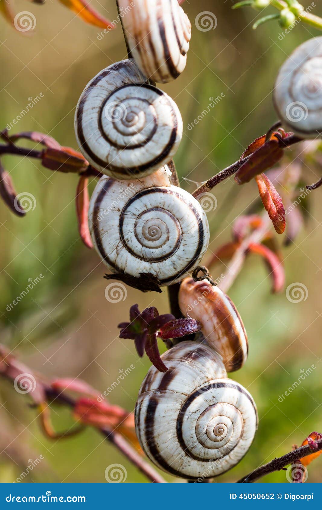 Many small snails stock photo. Image of invertebrate - 45050652