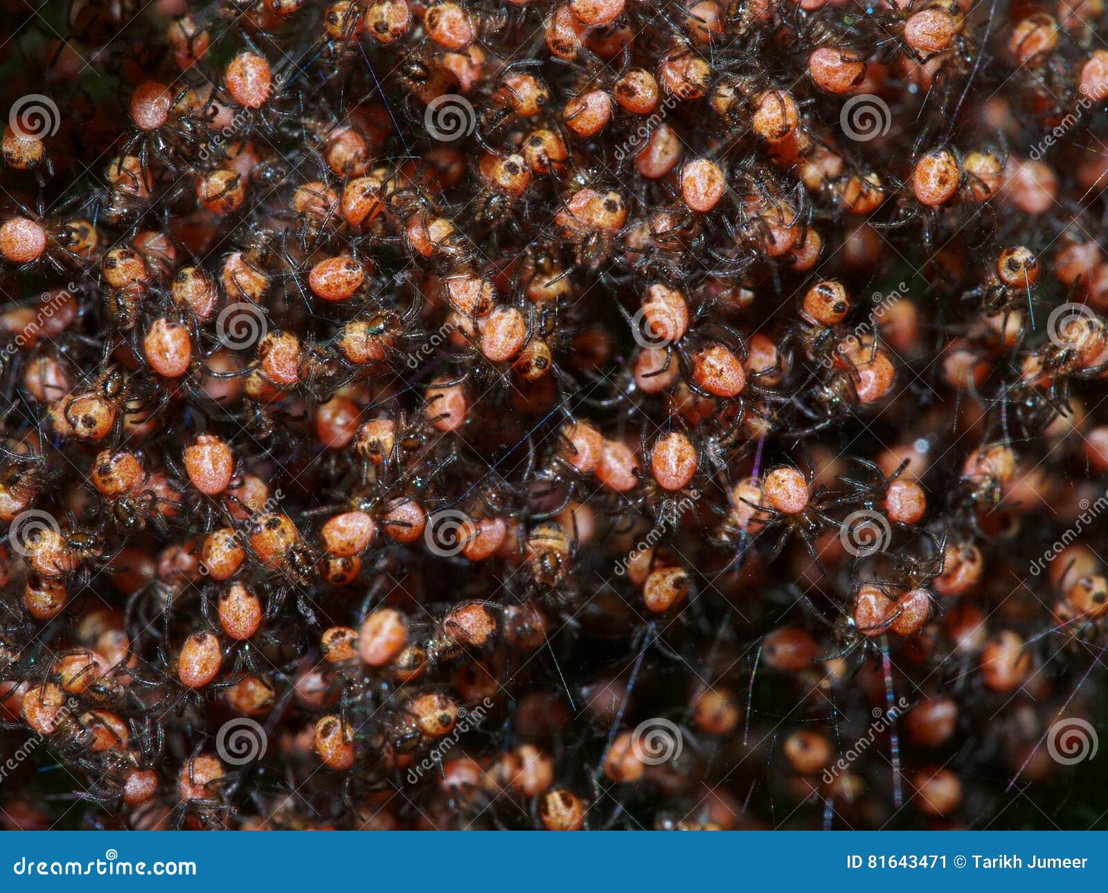 Many small spiders in nest stock image. Image of stacked - 81643471