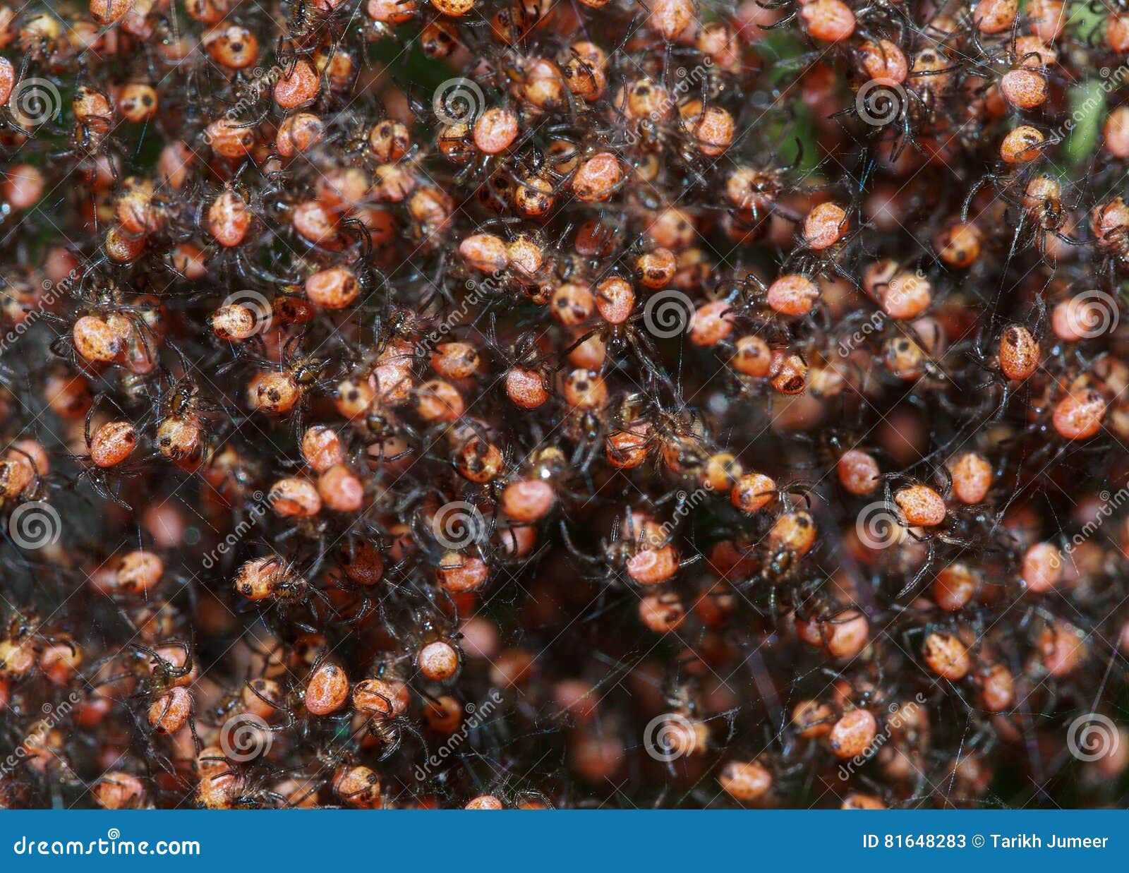 Many small spiders in nest stock image. Image of nest - 81648283