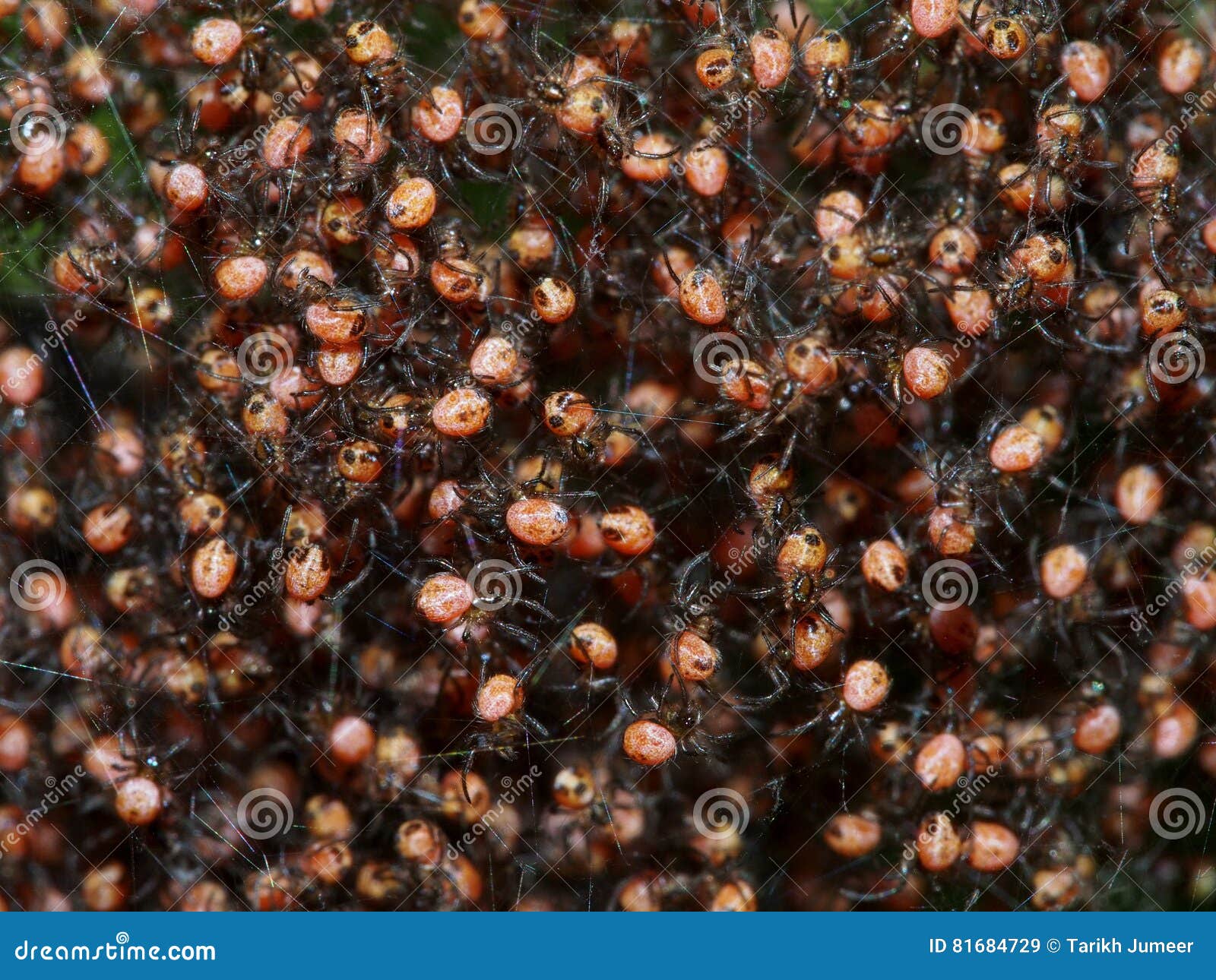 Many small spiders in nest stock image. Image of piled - 81684729