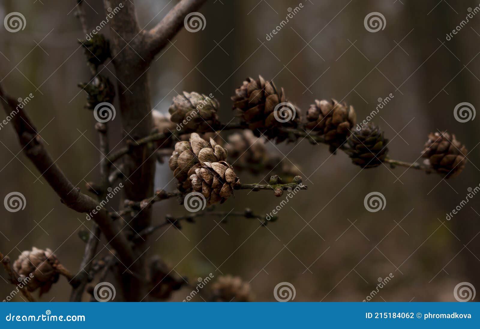 Small tree cones stock photo. Image of czechia, forest - 215184062