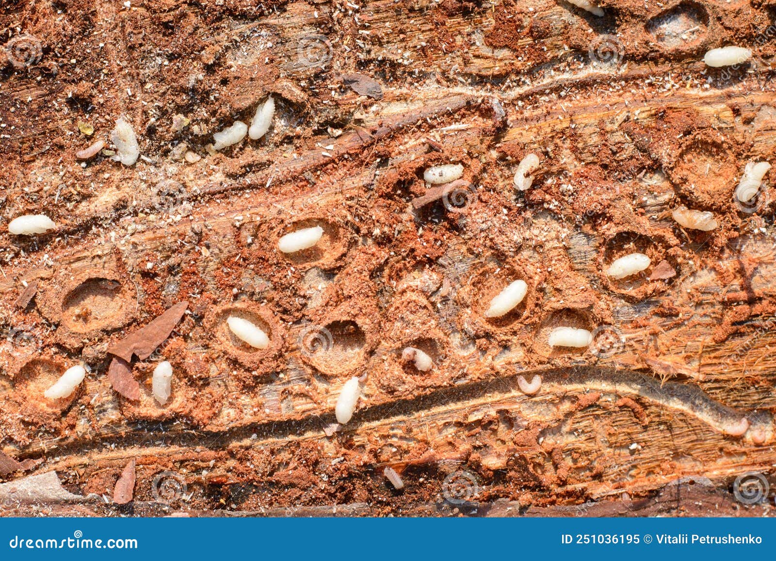 Many Small White Bugs Under the Bark of Tree Stock Image - Image of ...