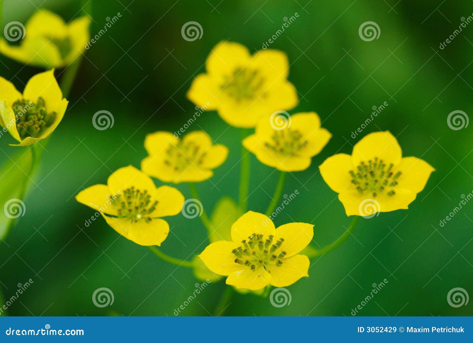 Many Small Wild Yellow Flowers Stock Image - Image of closeup ...