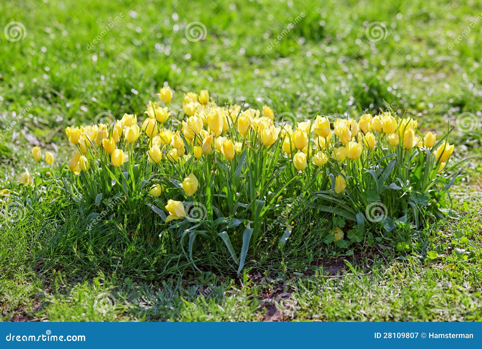 Many small yellow tulips stock image. Image of flowerbed - 28109807