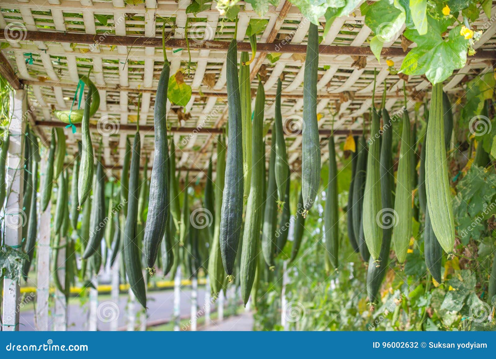Many Smooth Loofah Or Long Luffa Luffa Cylindrica L M.Roem. Hanging On ...