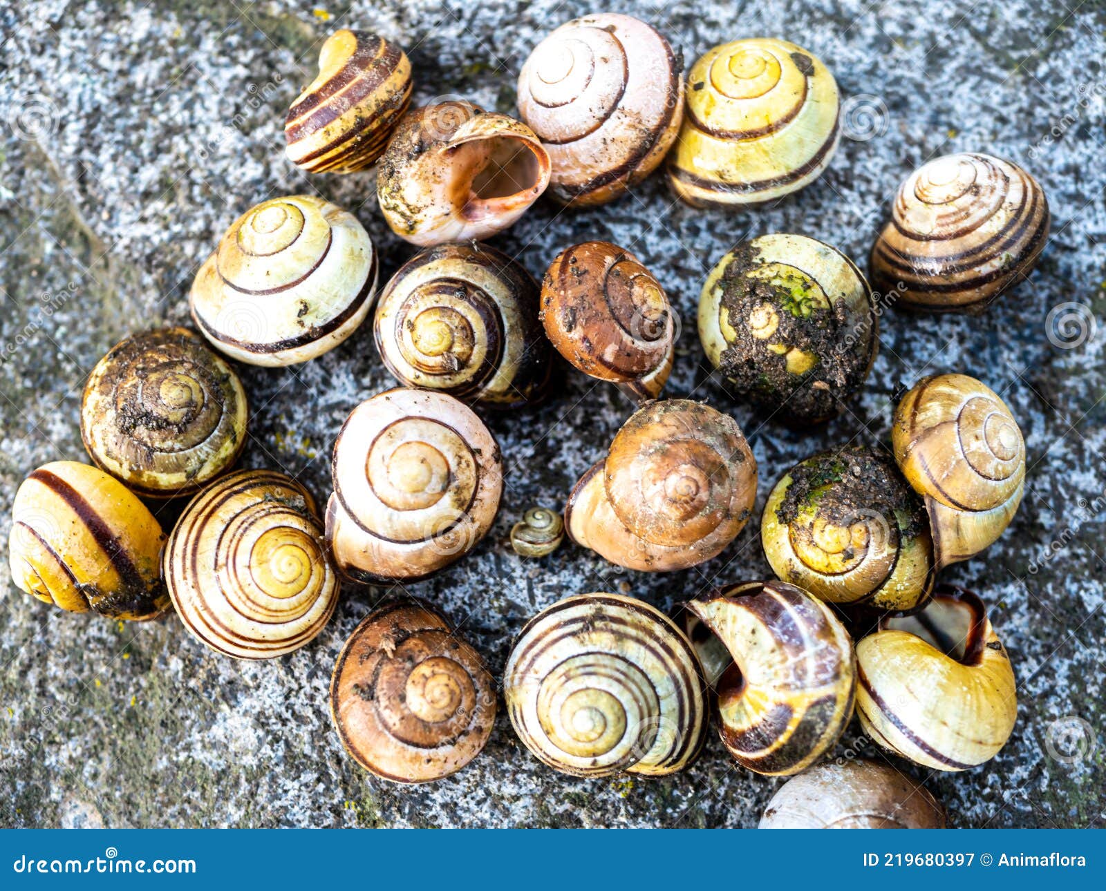 Many Snail Shells of a Ramshorn Snail Stock Image - Image of vegetables ...