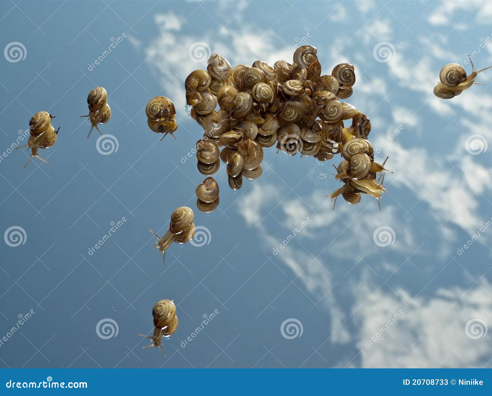 Many snails and blue sky stock image. Image of environment - 20708733