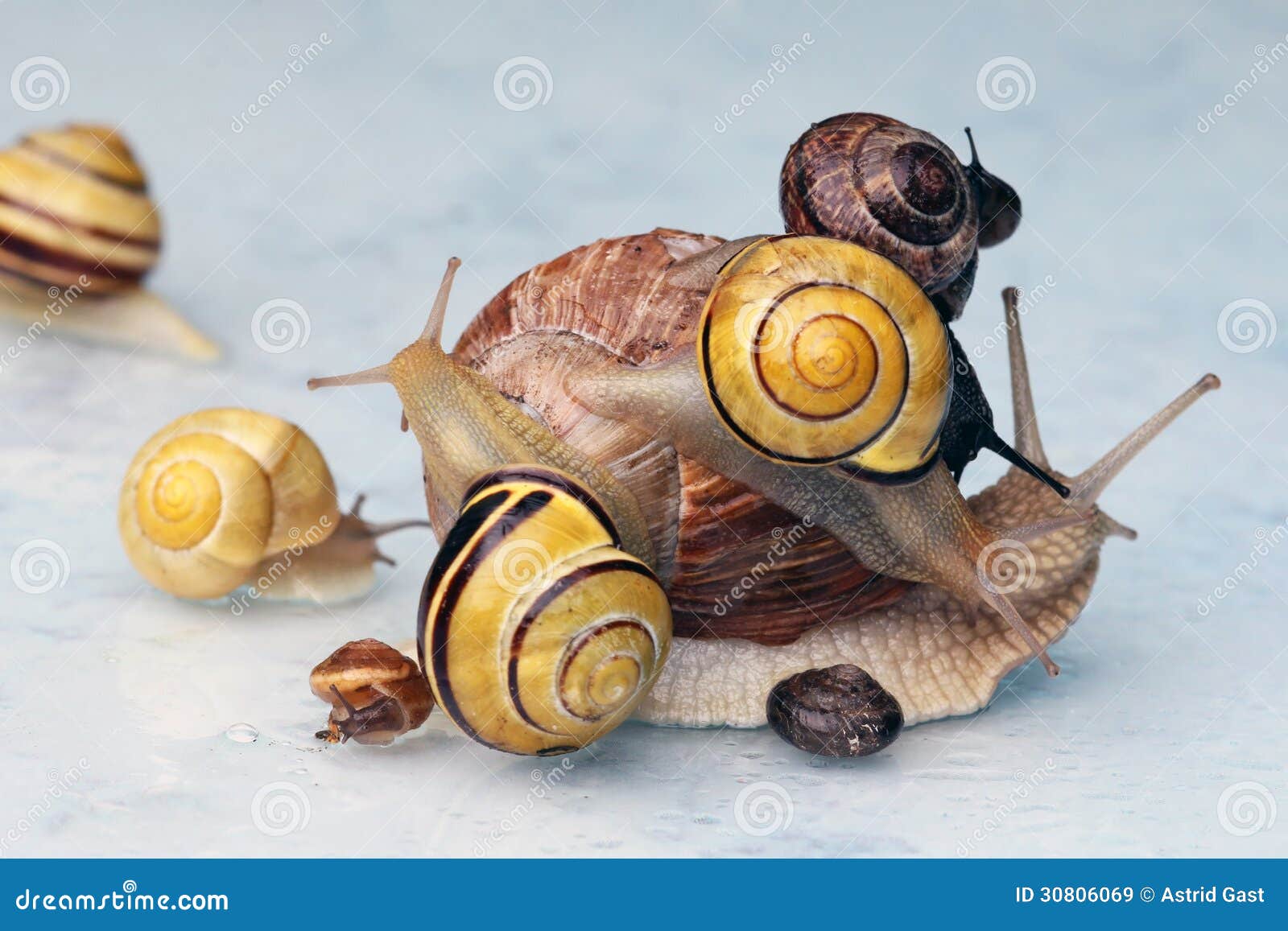 Many snails on a heap stock image. Image of future, develop - 30806069