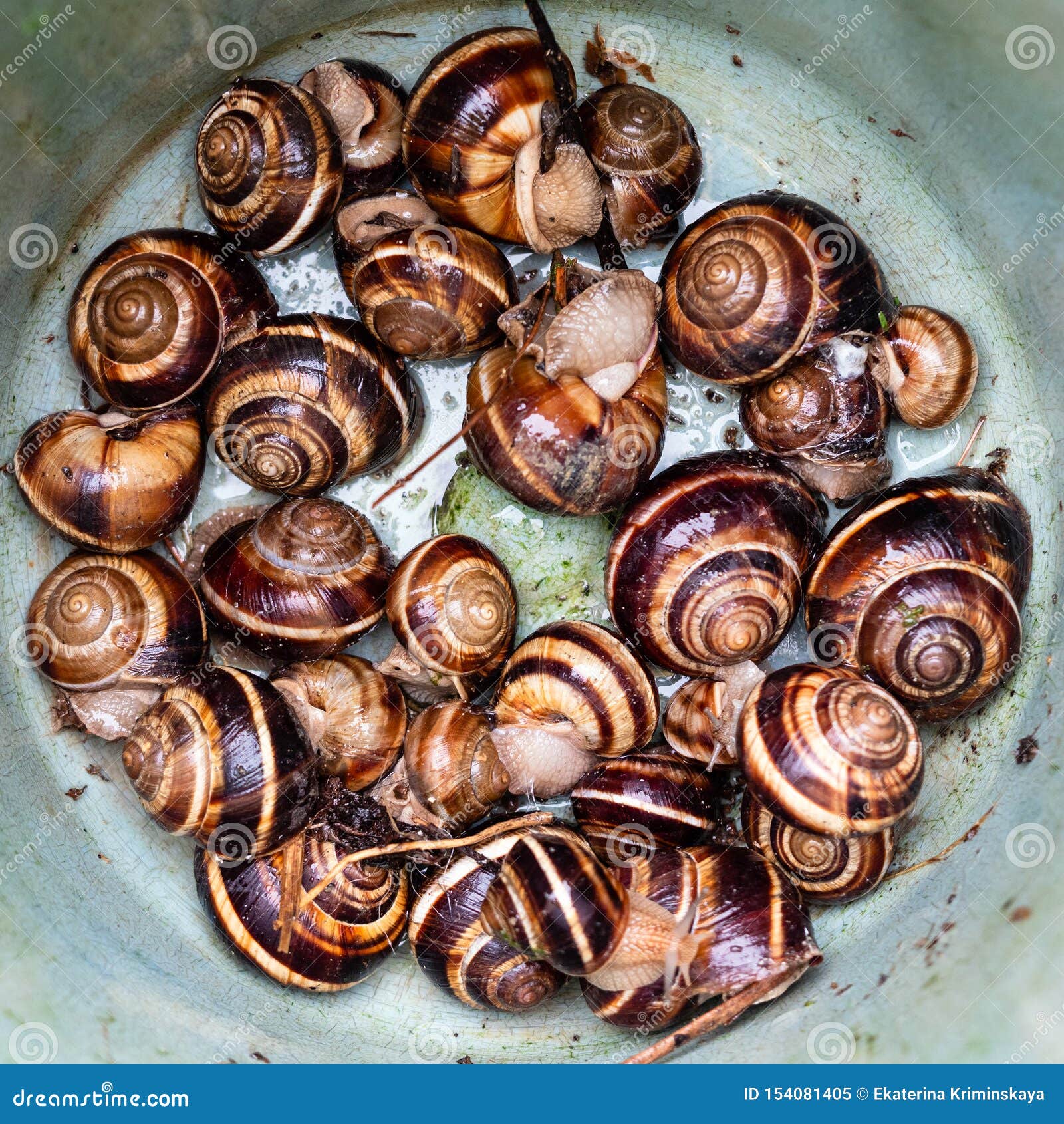 Many Snails Helix Lucorum in Plastic Bucket Stock Image - Image of ...