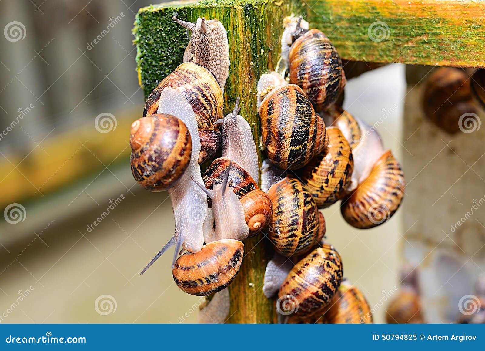 Many Snails Sitting on the Wooden Structures on the Farm Stock Image ...