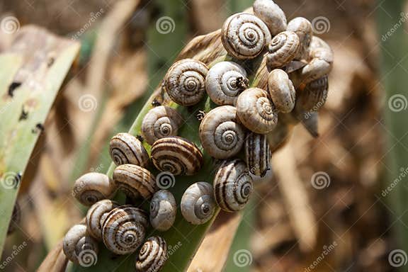 Many Snails. Snail on the Plant. Stock Image - Image of gastropod ...