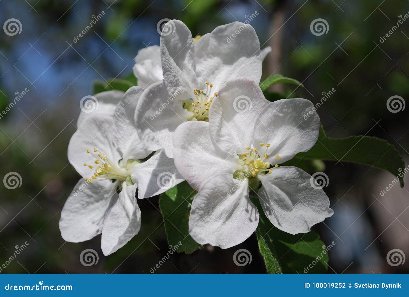 Flowering of apple-tree stock photo. Image of flowers - 100019252