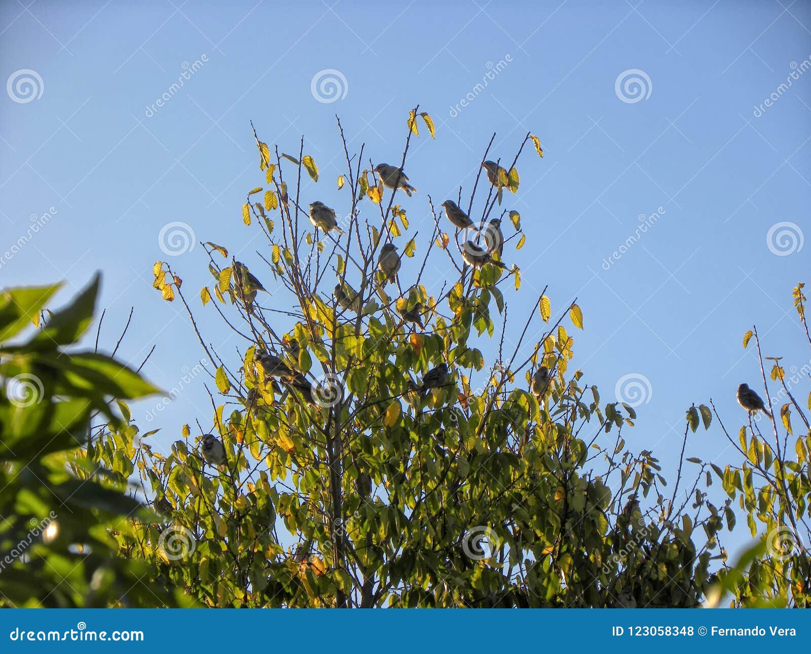 Many Sparrows in the Crown of a Tree Stock Photo - Image of acer, tree ...
