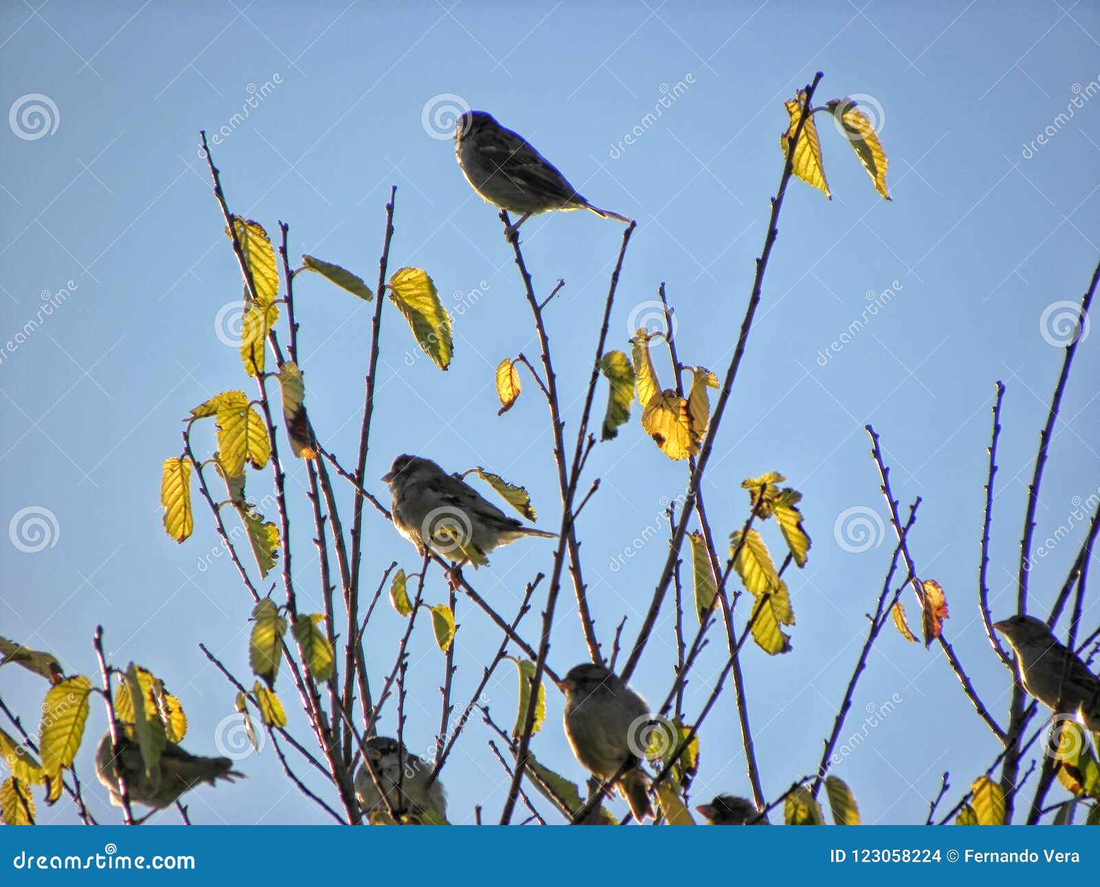 Many Sparrows in the Crown of a Tree Stock Photo - Image of trees ...