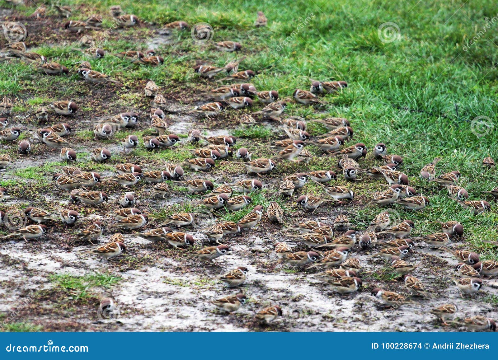 Many Sparrows Or Family Of Small Passerine Birds Also Known As True ...