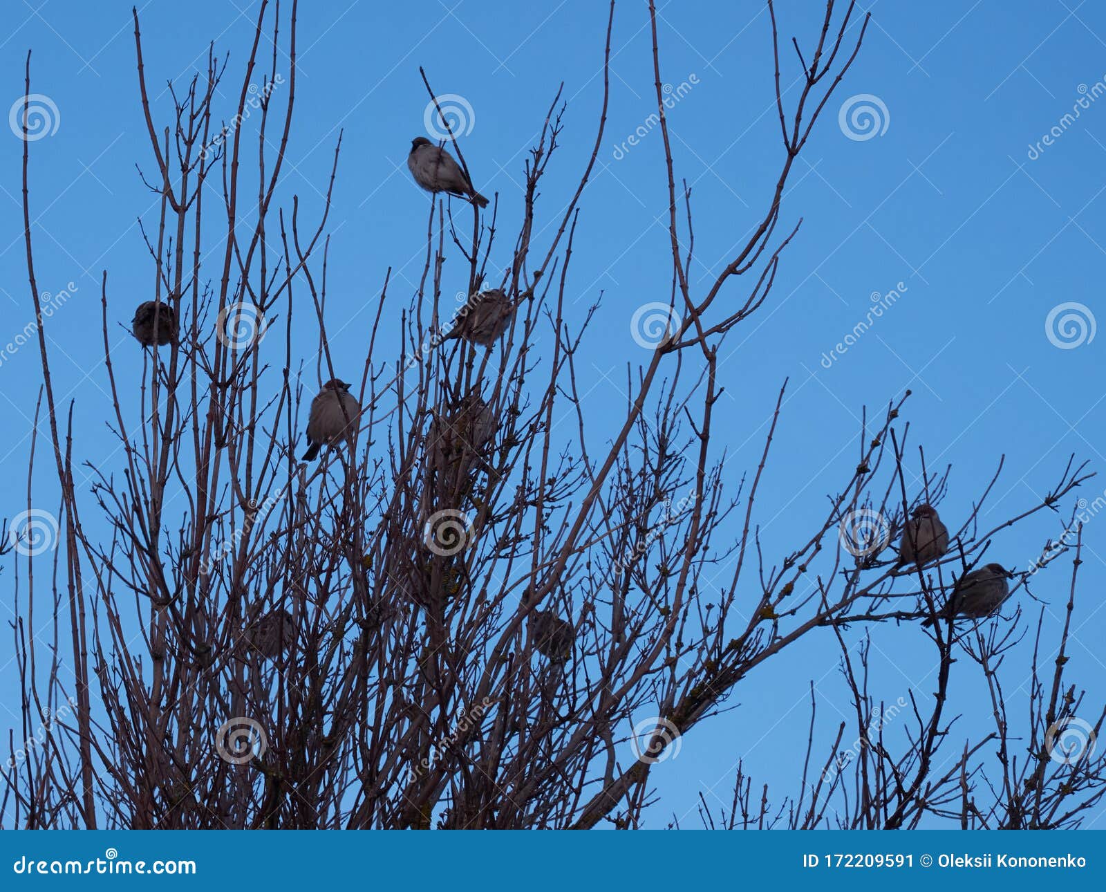 Many Sparrows are Sitting on the Branches of a Bush. Clear Sky Stock ...
