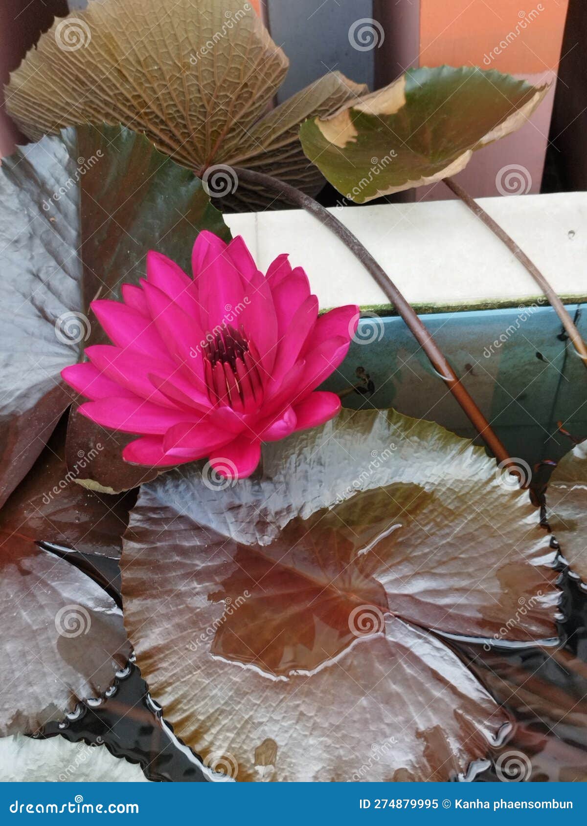 Many Species of Water Lilies Stock Image - Image of crafted, species ...