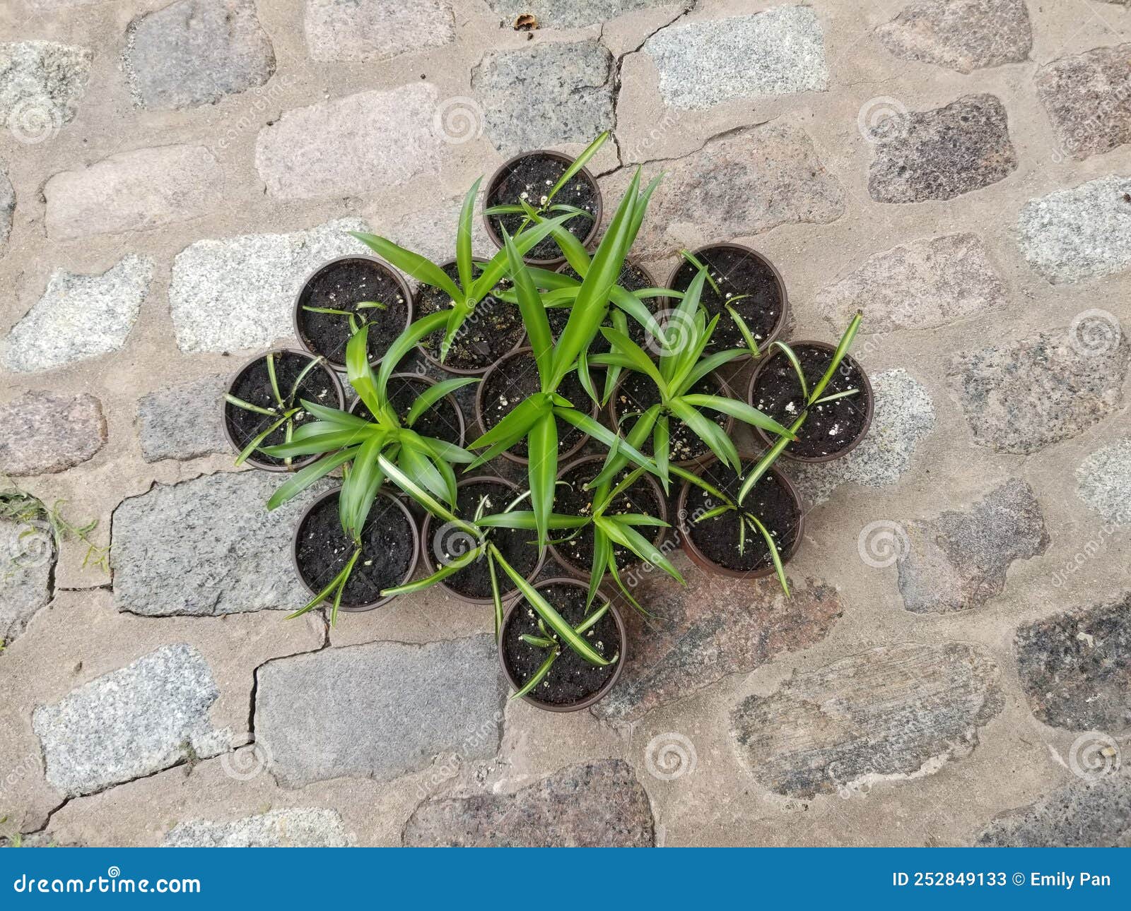 Many Spider Plants stock image. Image of produce, tree - 252849133