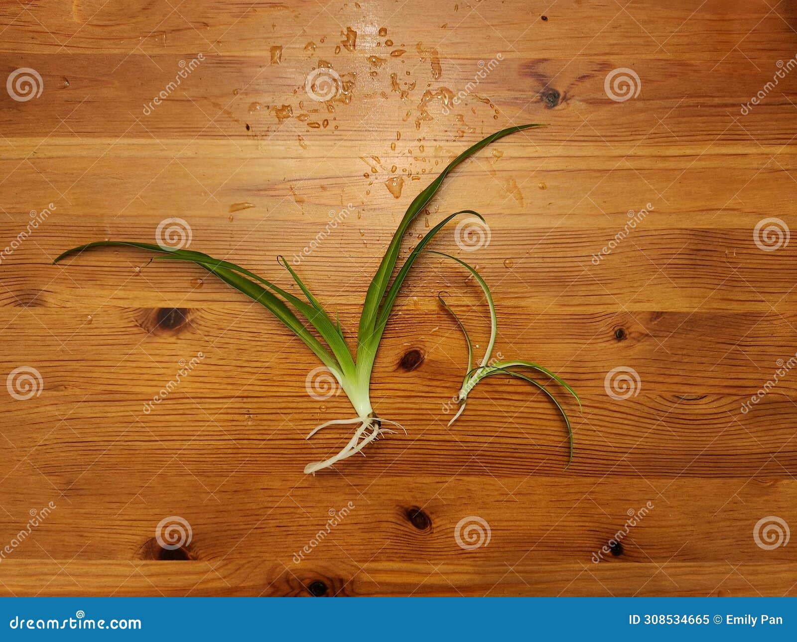 Many Many Spider Plants and Roots Editorial Image - Image of branch ...