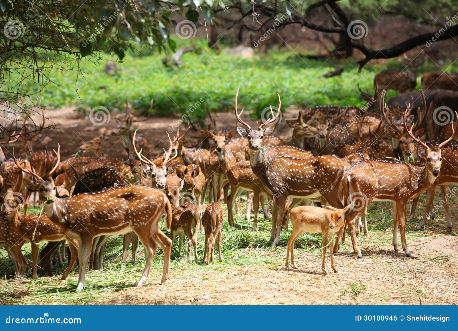 Spotted deer stock photo. Image of spotted, forest, animal - 30100946