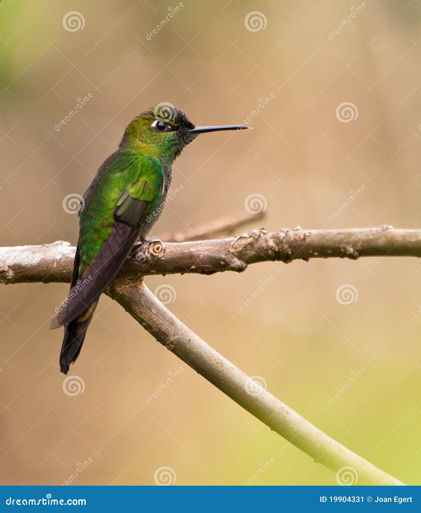 A Many-spotted Hummingbird on Branch Stock Image - Image of hypostictus ...
